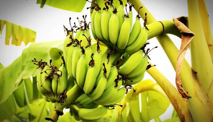 Científico colombiano presenta híbrido de banano resistente a plagas y ...